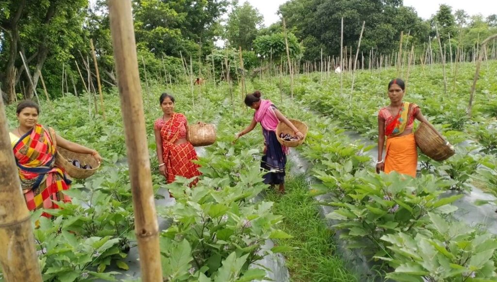 Preparatory Study for Wayanad Comprehensive Tribal Development Project ...